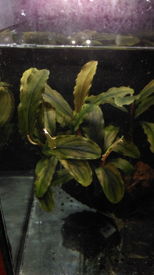 Аукцион aquaforum » Bucephalandra sp. Silver Powder