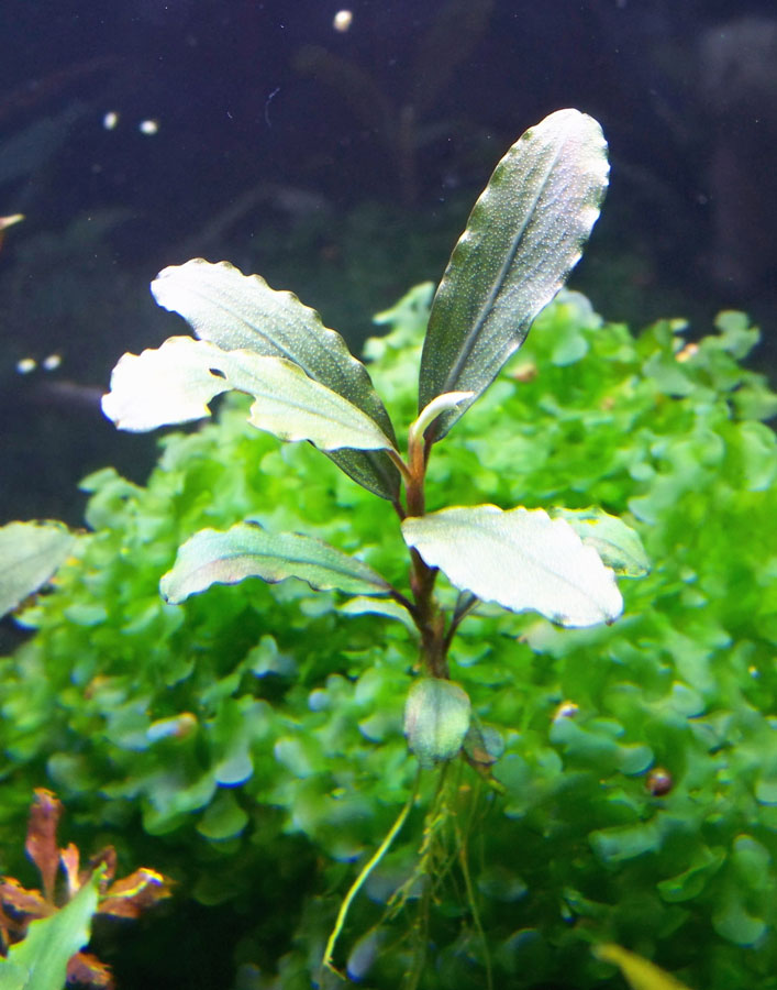 Аукцион aquaforum » Bucephalandra Silver Powder