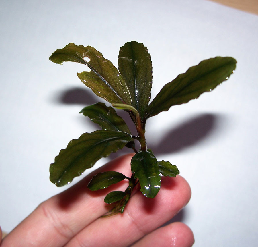 Аукцион aquaforum » Bucephalandra Silver Powder