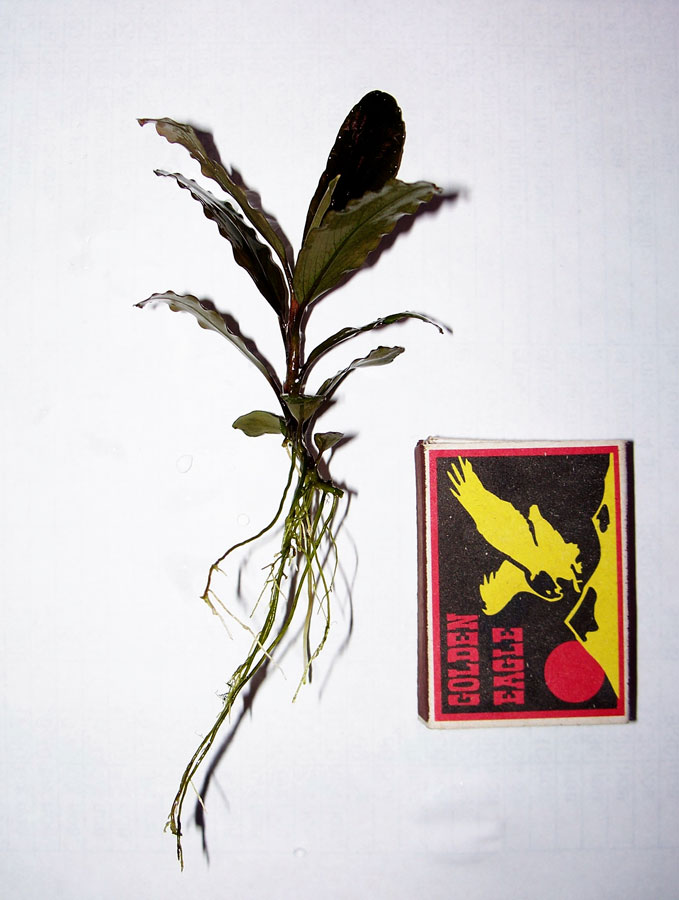 Аукцион aquaforum » Bucephalandra Silver Powder