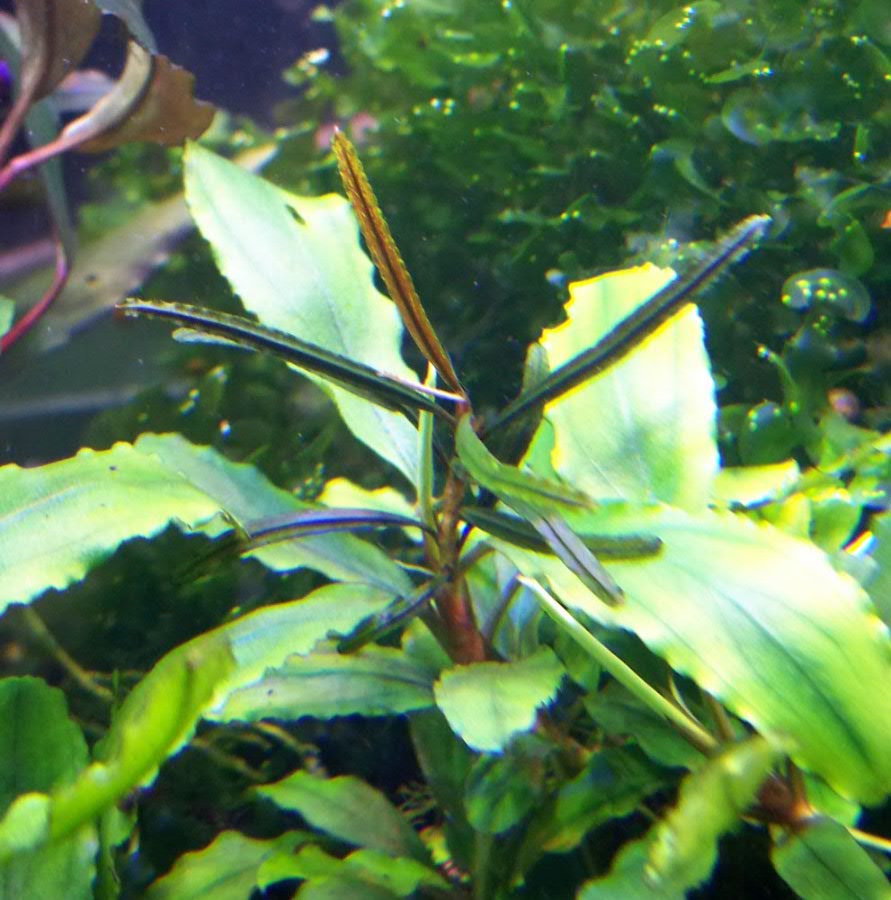 Аукцион aquaforum » Bucephalandra Belindae Boyce 2011