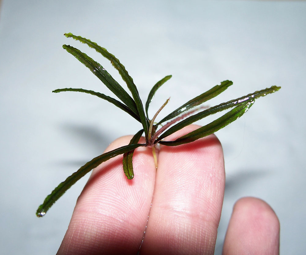 Аукцион aquaforum » Bucephalandra Belindae Boyce 2011