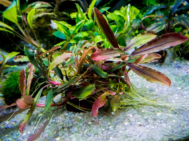 Аукцион aquaforum » Bucephalandra sp. Black Centipede 2, Melawi