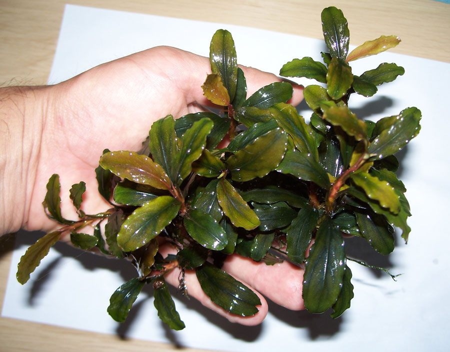 Аукцион aquaforum » Bucephalandra Silver Powder