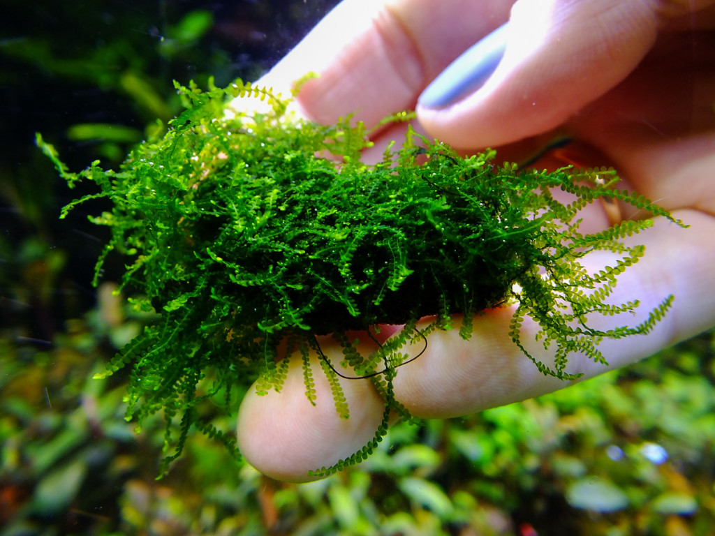 Аукцион aquaforum » Mini Weeping moss